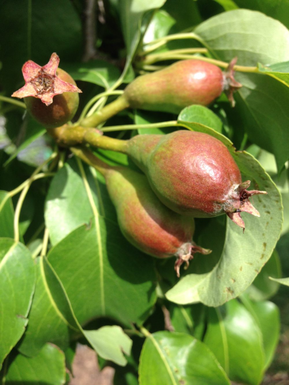 Sharing Food - Ōtākaro Orchard